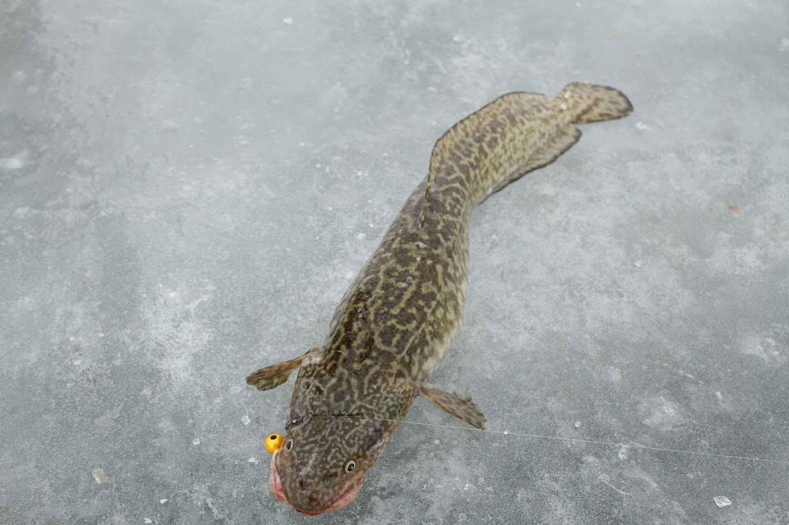 Joy in the Journey: Ling Fishing