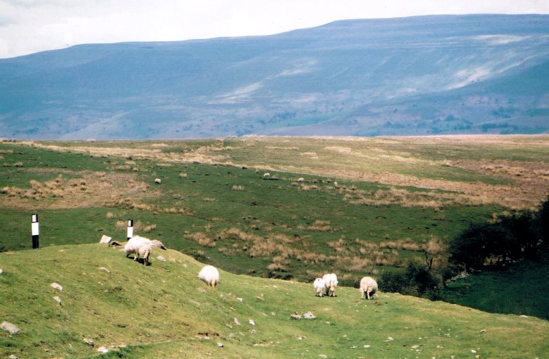 Judy Adamson's Art & Design Blog: Welsh Tapestry Patterns for Home and ...