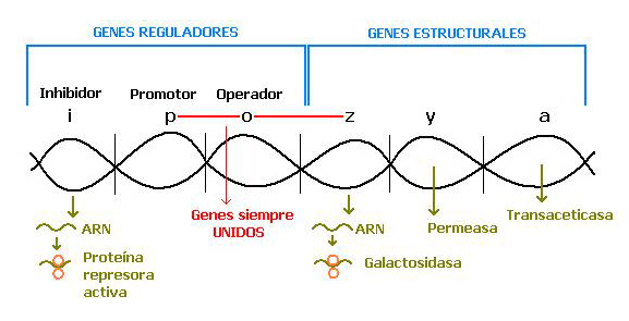 Biología: ÁCIDOS NUCLEICOS
