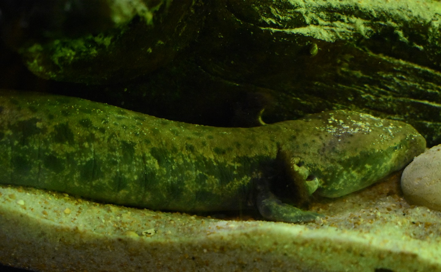 ZOOTOGRAFIANDO (6.057 ANIMALS): NECTURO / COMMON MUDPUPPY (Necturus ...