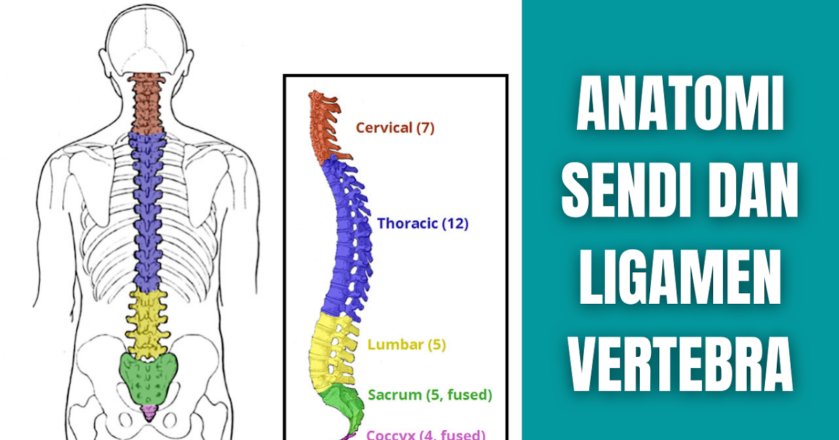 Anatomi Sendi dan Ligamen Vertebra Manusia - Anatomi Tutorial