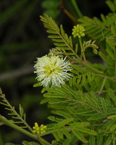 Angico - Anadenanthera