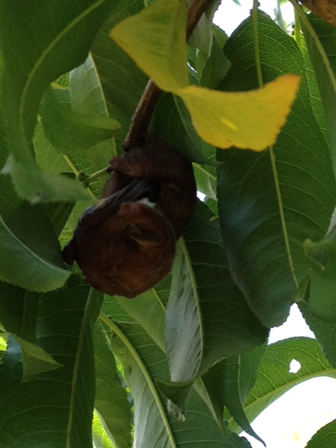 Kansas Weekend Gardeners: 2012
