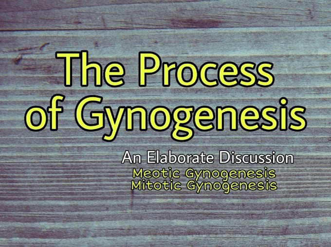 Welcome to the Syekat Fish World