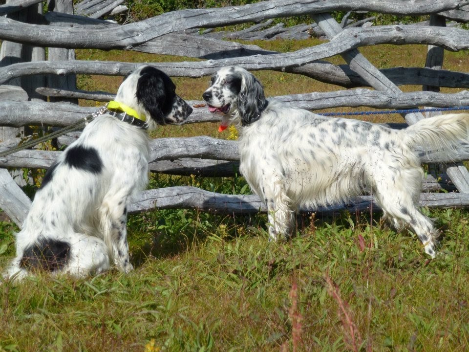 Κυνηγι με Setter και Pointer