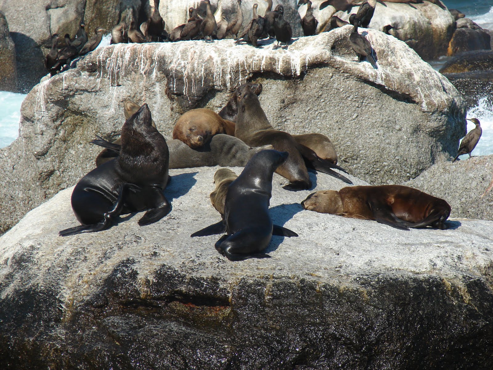 DISCOMBOB'S BLOG: Crazy baboons, slippery seals