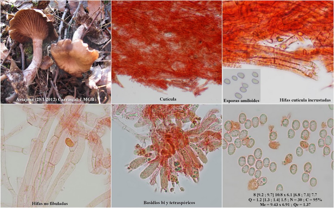 Microscopía de hongos. Vol 4. O - R: Pseudoclitocybe cyathiformis