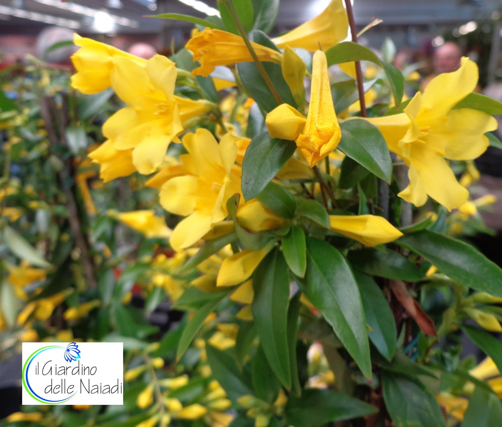 Il giardino delle Naiadi: GELSEMIUM SEMPERVIRENS: UN PROFUMO CHE ...