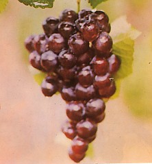 Budidaya Tanaman Pangan: ANGGUR ISABELLA 1