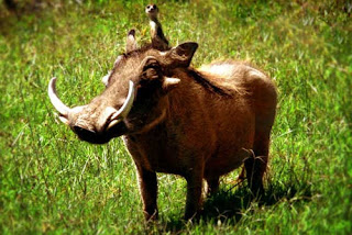 Scripta Manent News: Timon & Pumba In Real Life!