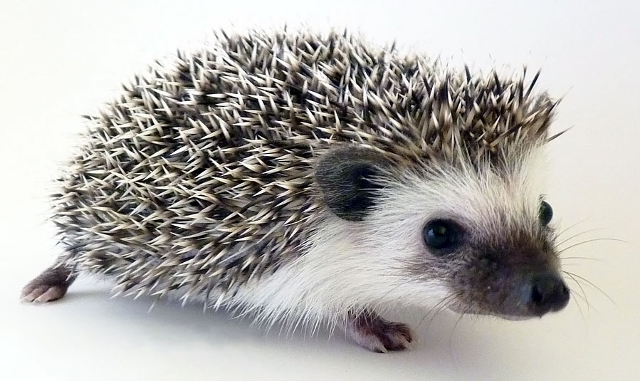 Kirpi nedir ne demektir? Anlamı - Laf Sözlük