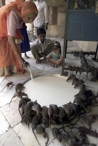 Amazing Rat Temple - Deshnok Karni Mata Temple where Rats Rule at ...