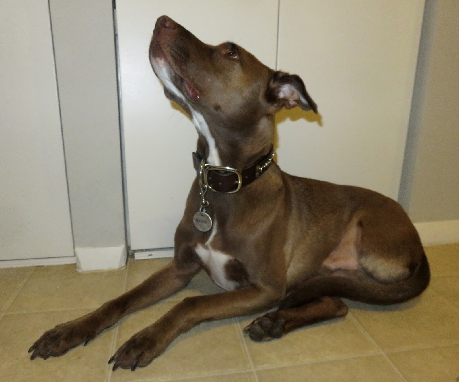 Disabled dogs as Service Dogs - Not a good idea! ~ The Dogsider