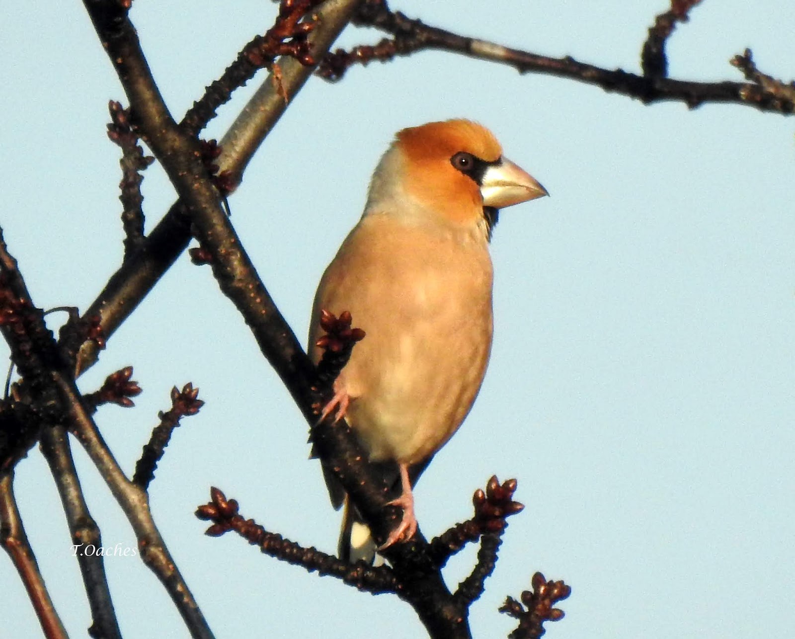 PASARI DIN ROMANIA: BOTGROS, Coccothraustes coccothraustes