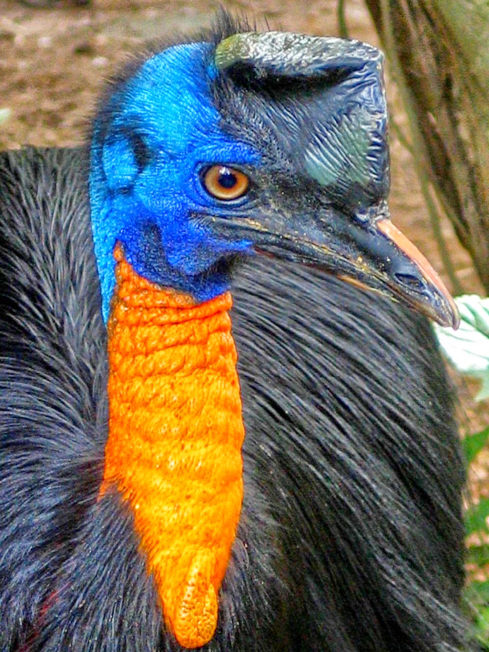 CASSOWARY photos - wallpapers (ανανεωμένο) | the fun bank