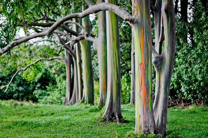 Eucalyptus Deglupta – Rainbow Tree