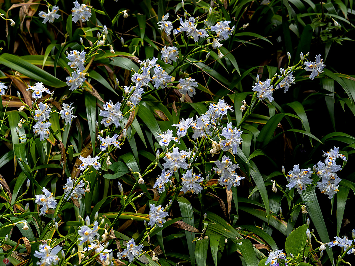 FROM THE GARDEN OF ZEN: May 2019