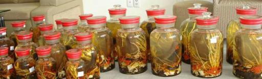 Nhung hươu và những điều cần biết « Nhung hươu, Nhung huou, Lộc nhung