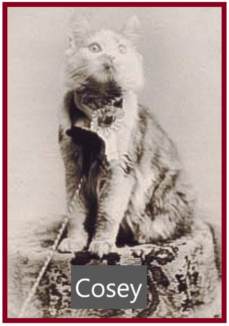Silver collar given to Maine Coon Cosey in winning first American cat ...