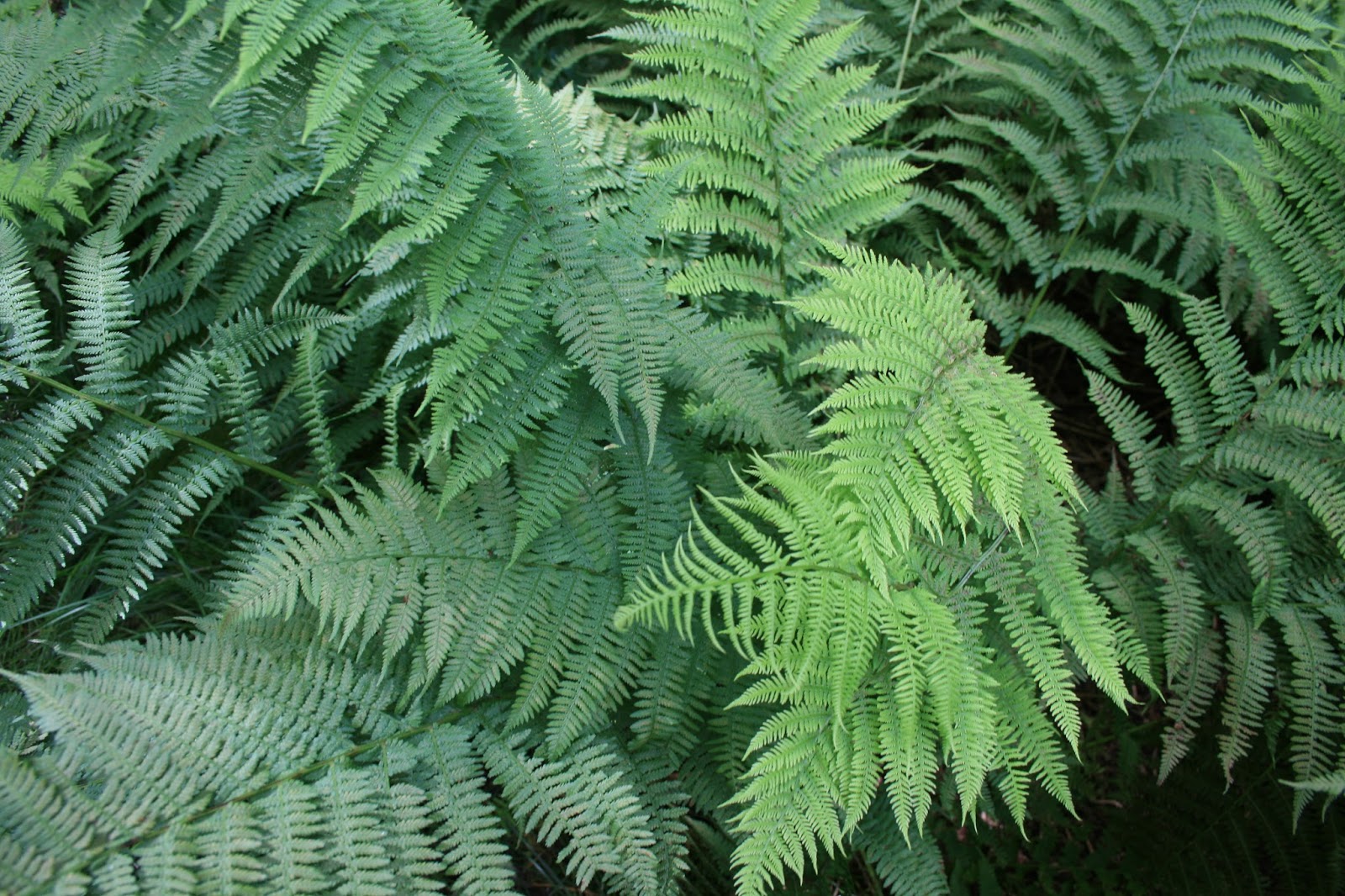 Slättadamm: Grönt, Verde, Green