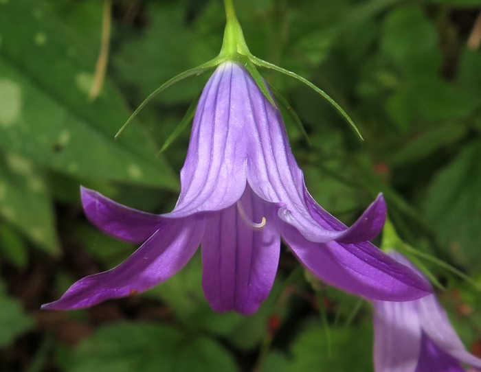 Glosario botánico con imágenes - letra G