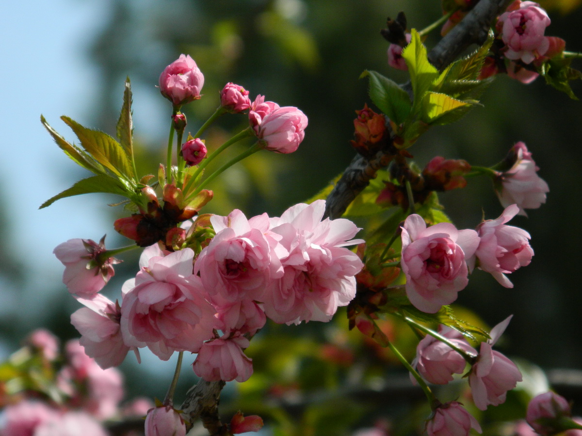 LA MULTI ANI, ROMANIA!: Flori de cires japonez