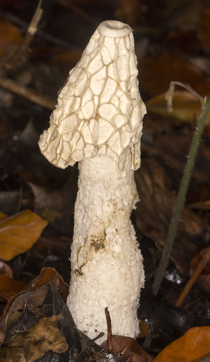 Stinkhorns | Naturally