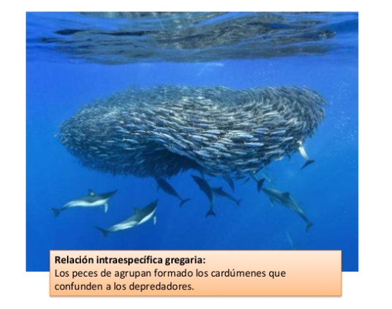 Ivernalia: 1º Bachillerato Biología y Geología UD 3 La biodiversidad