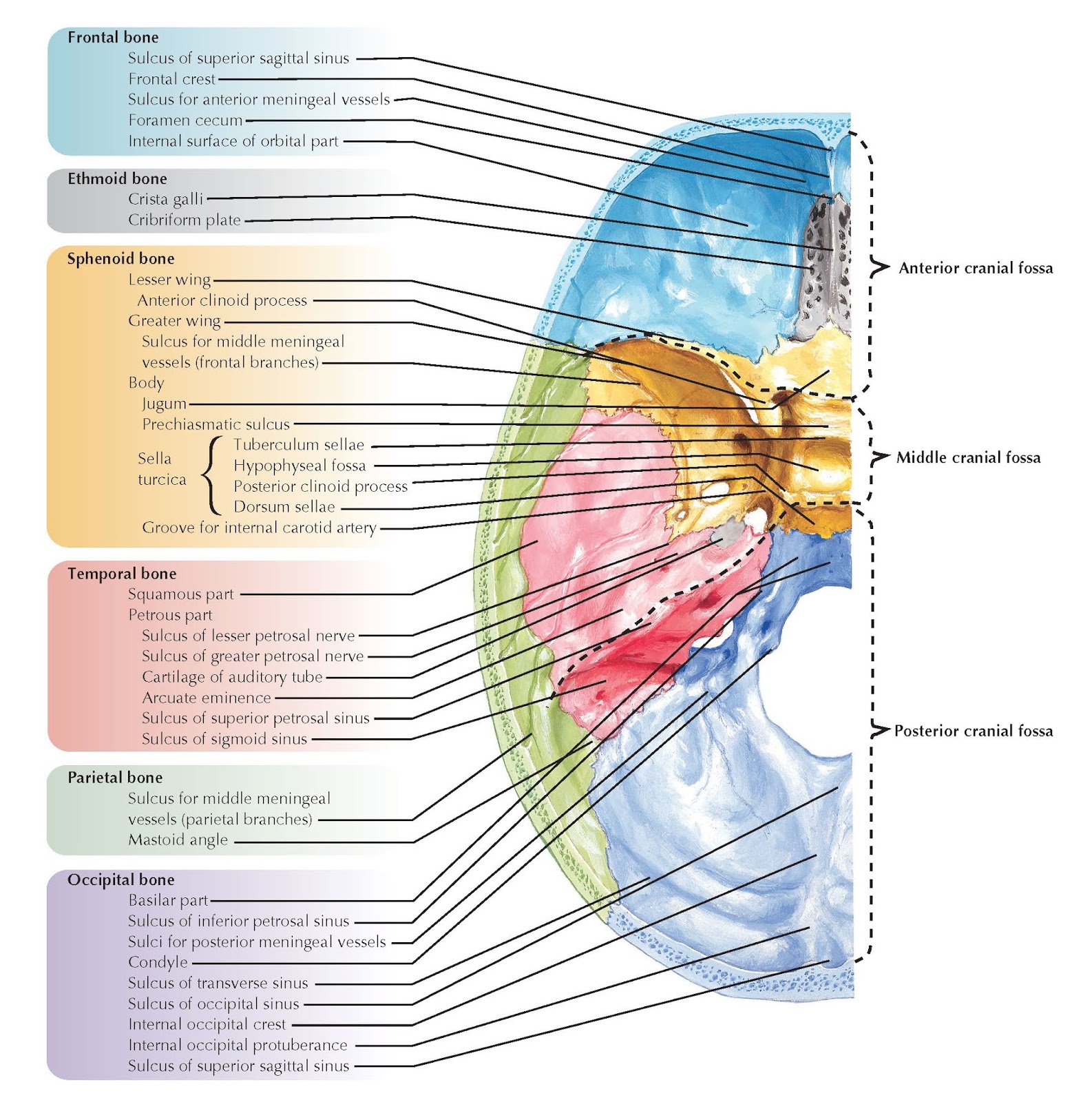 INTERIOR VIEW OF THE BASE OF THE ADULT SKULL - pediagenosis