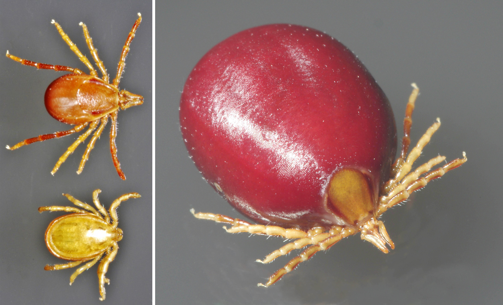Parasite of the Day: Ixodes holocyclus
