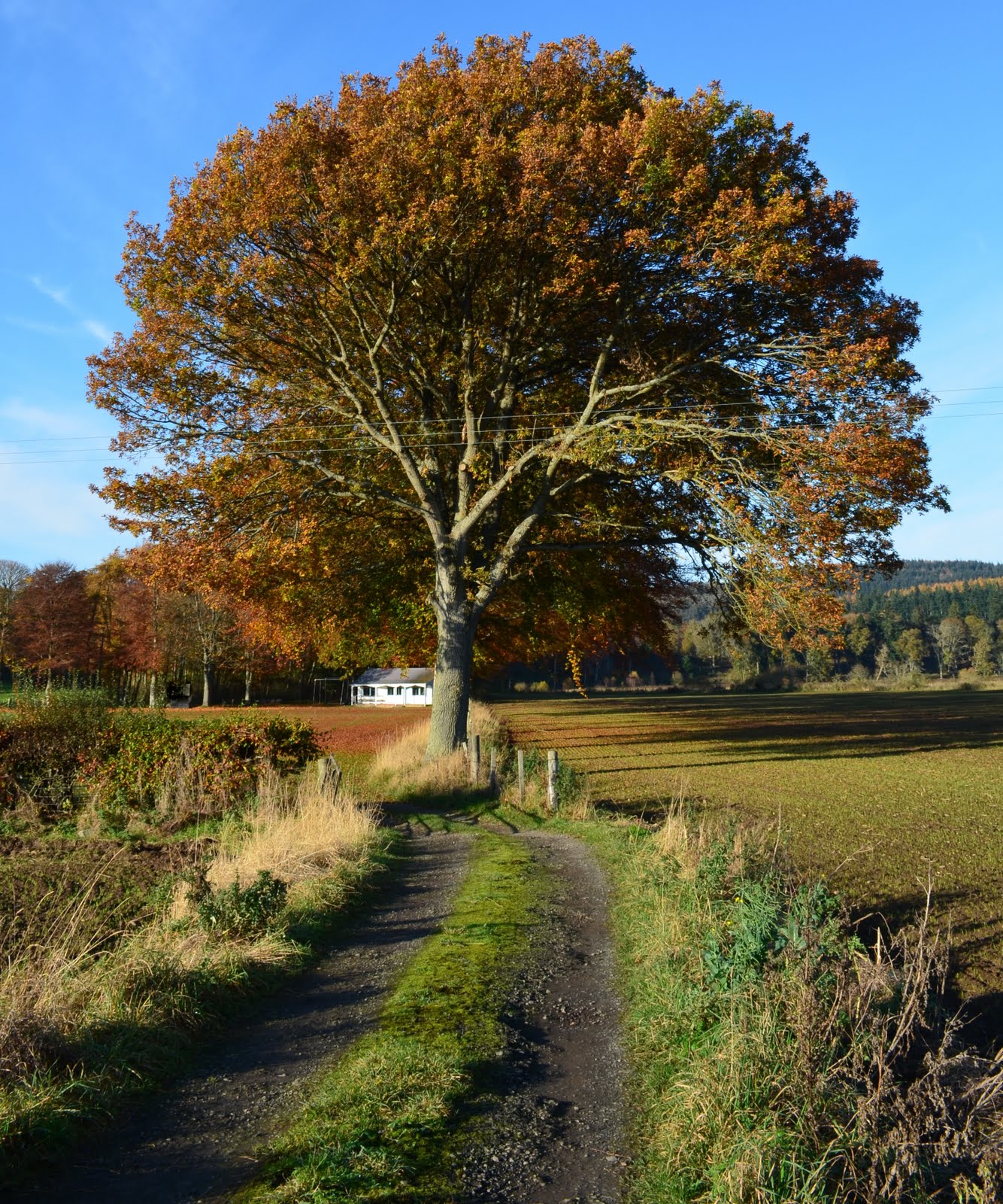 Tour Scotland: Tour Scotland Autumn Photographs Trees Spittalfield ...