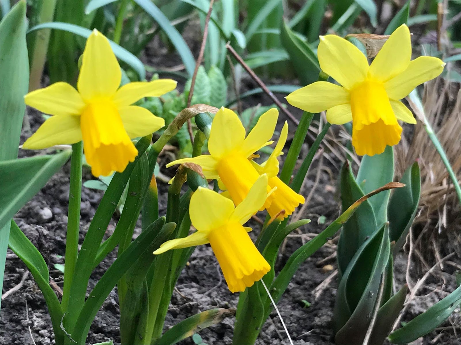 Time in the garden: Primele narcise