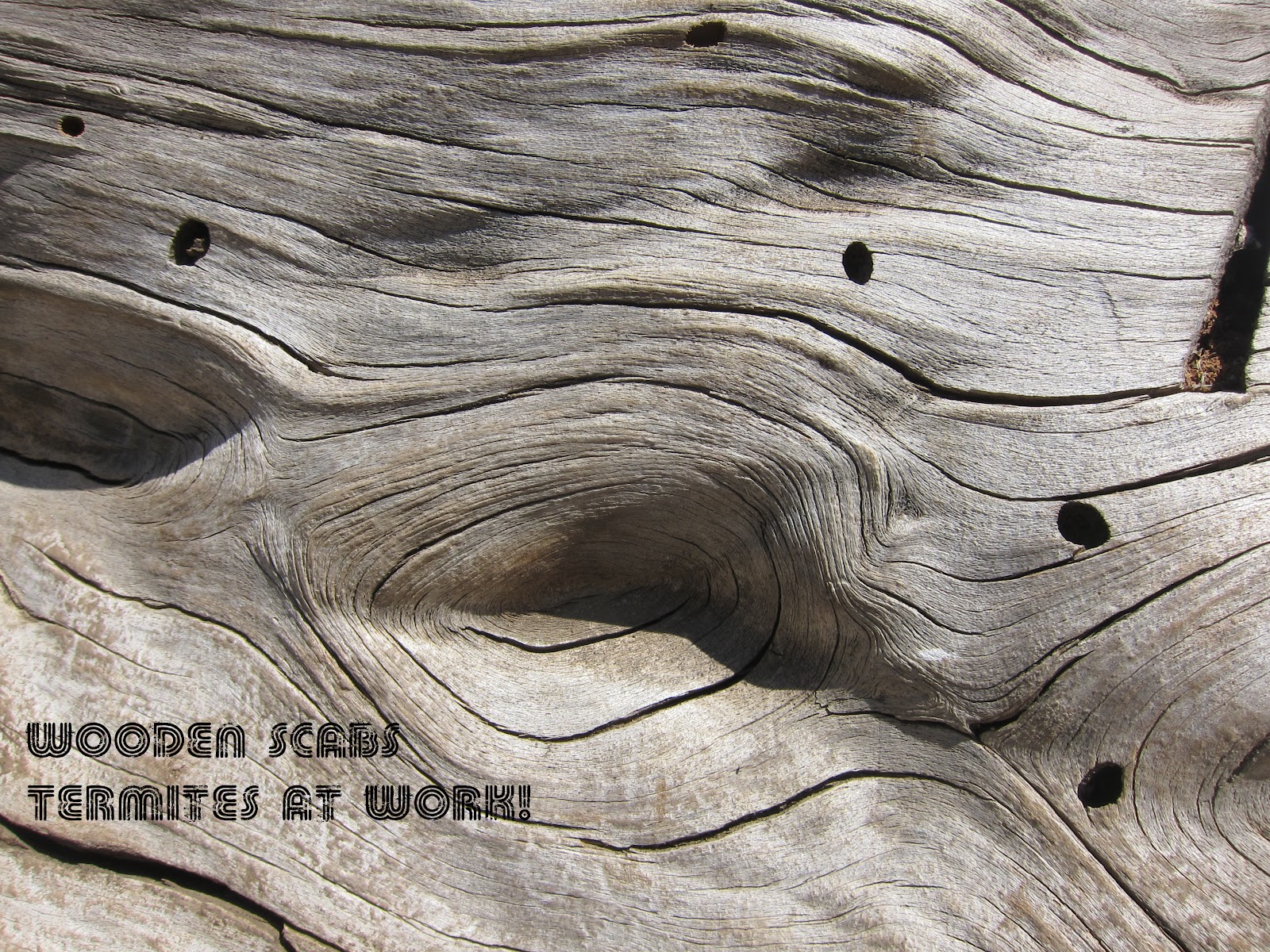 Word of the day! Fresh! Fresh! Fresh!: Scab