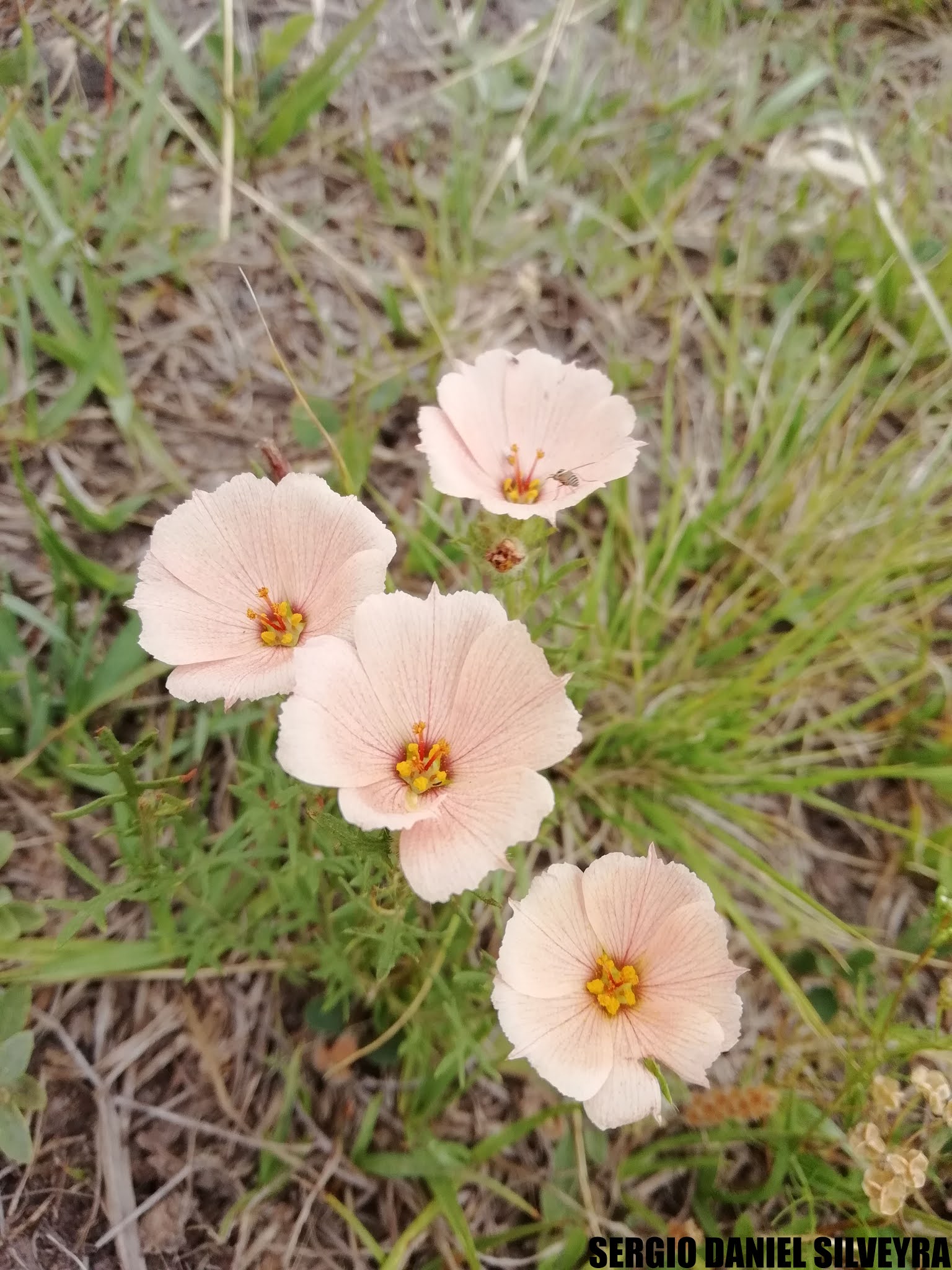 Flora Nativa de Entre Rios
