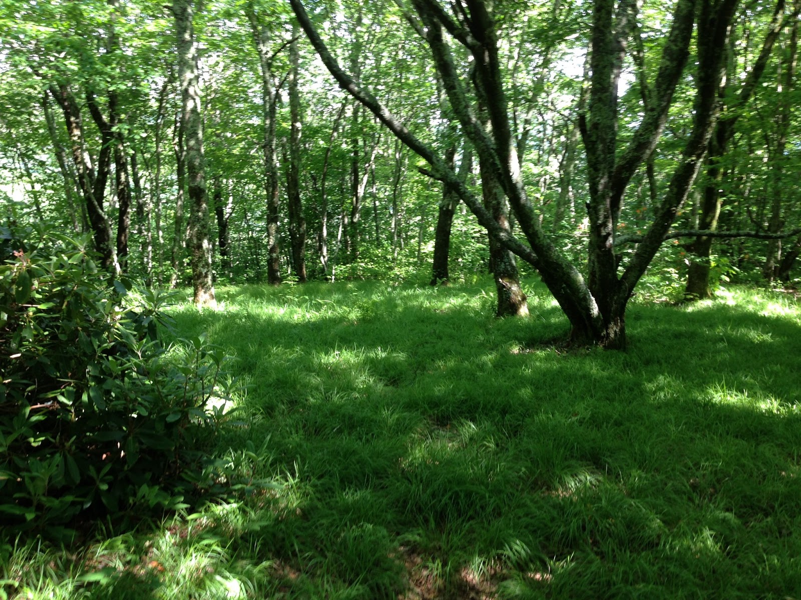Hiking the Appalachian Balds: Spence Field