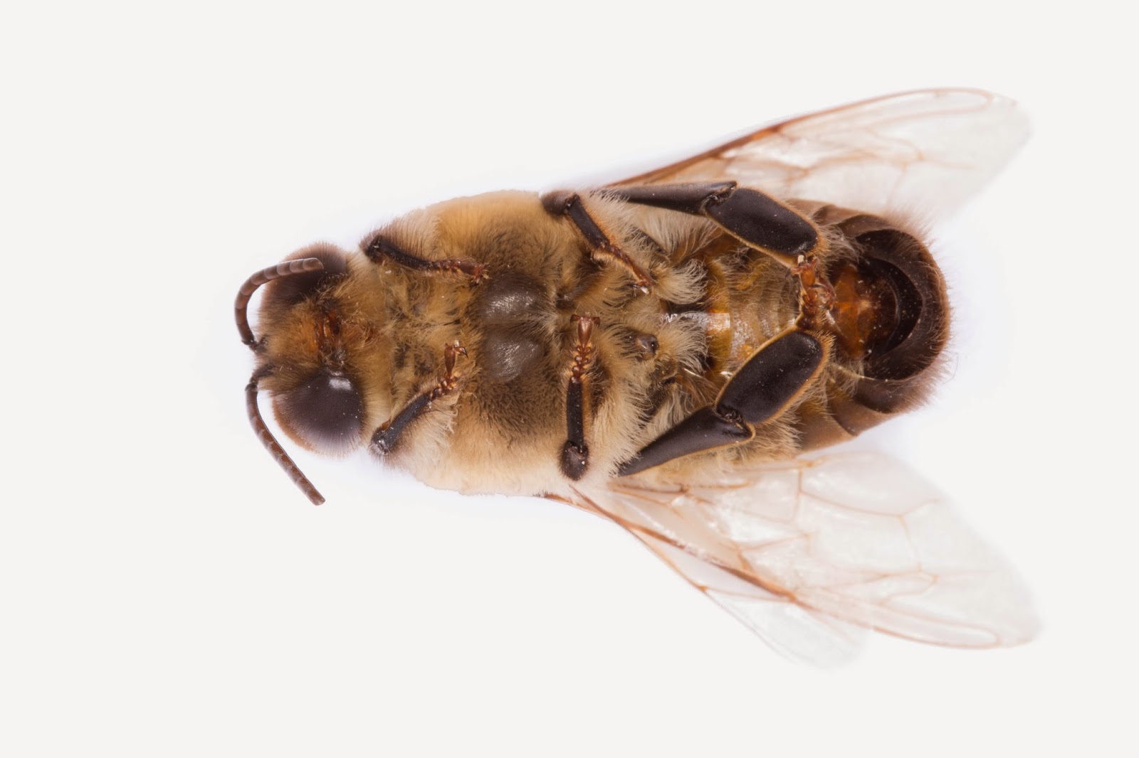 TrogTrogBlog: Honey bee castes