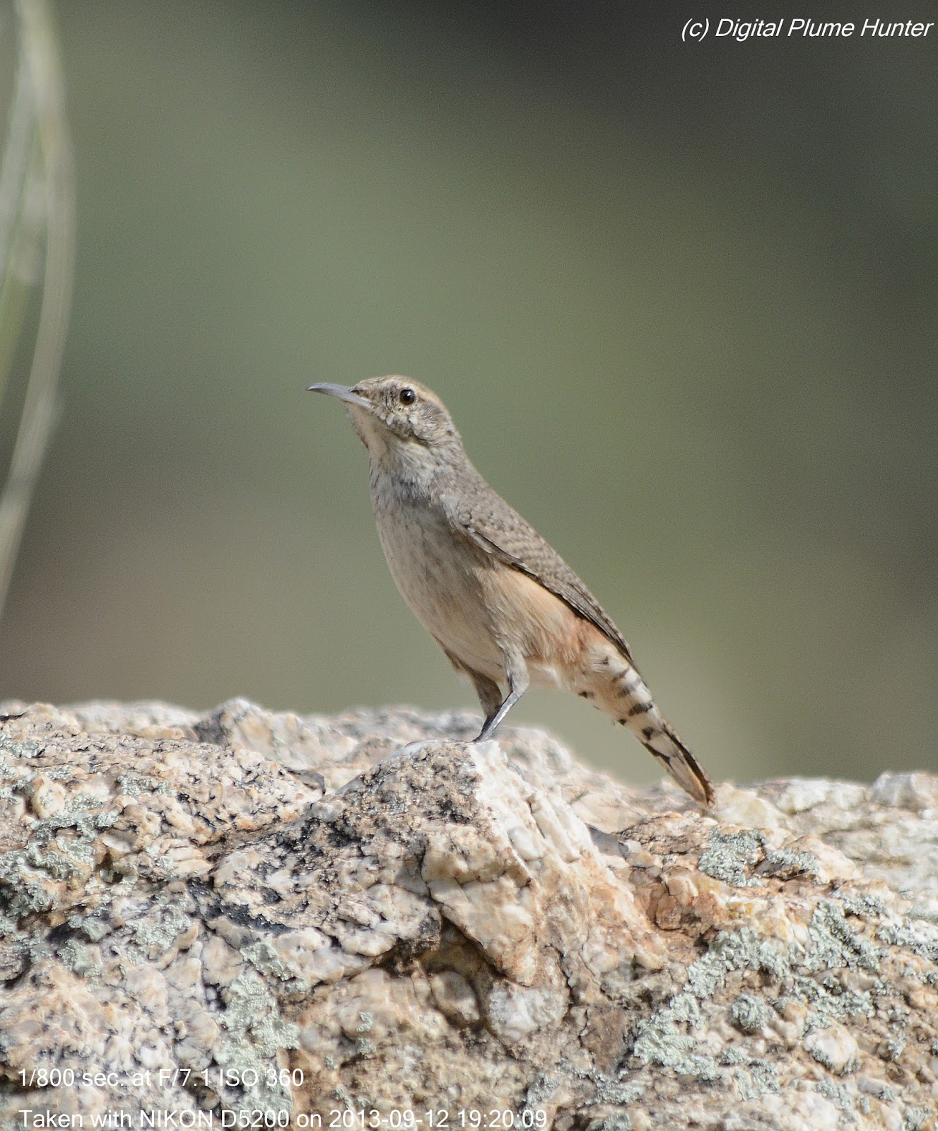 Hunting Digital Plumes in the US and Beyond: Wrens that Rock: Rock Wren ...
