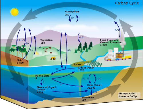 Biology Tutorials: Cycles of Matter and Energy Transfer in Ecosystems