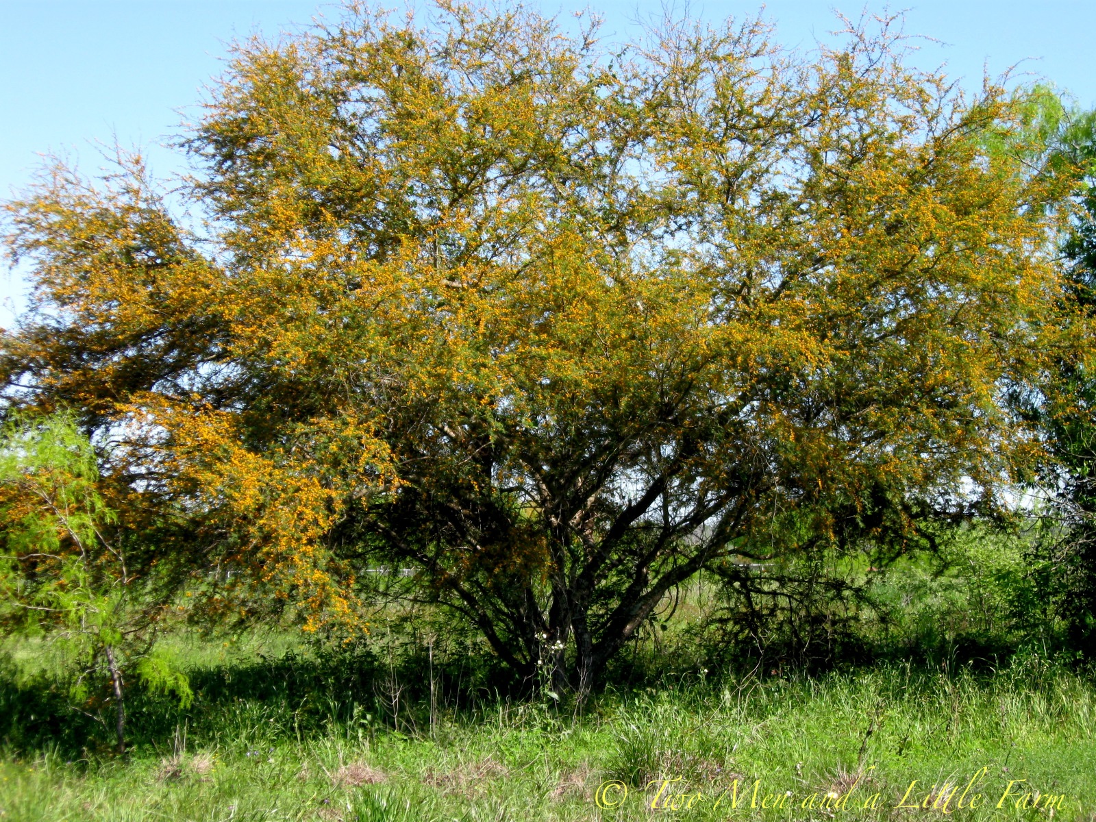 Two Men and a Little Farm: HUISACHE TREE FOLLOWUP