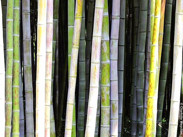 La Bambouseraie - an extraordinary plant collection that's survived the ...