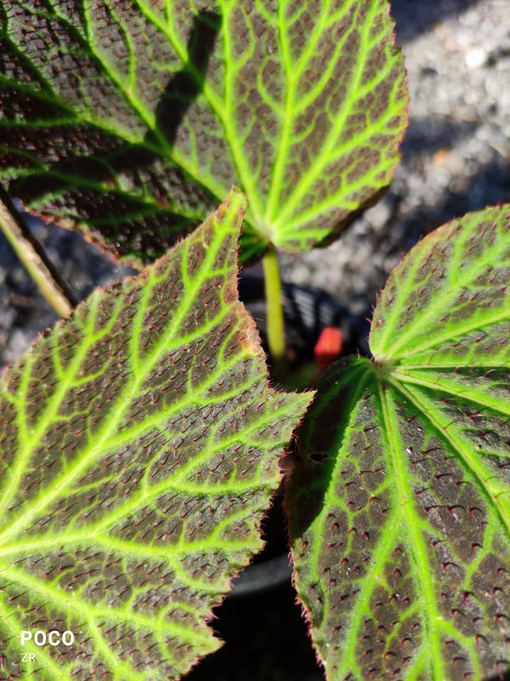 Garden Chronicles of James David: Begonia Chloroneura