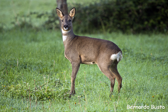 RÍA DE LA VILLA: Corza desde el coche
