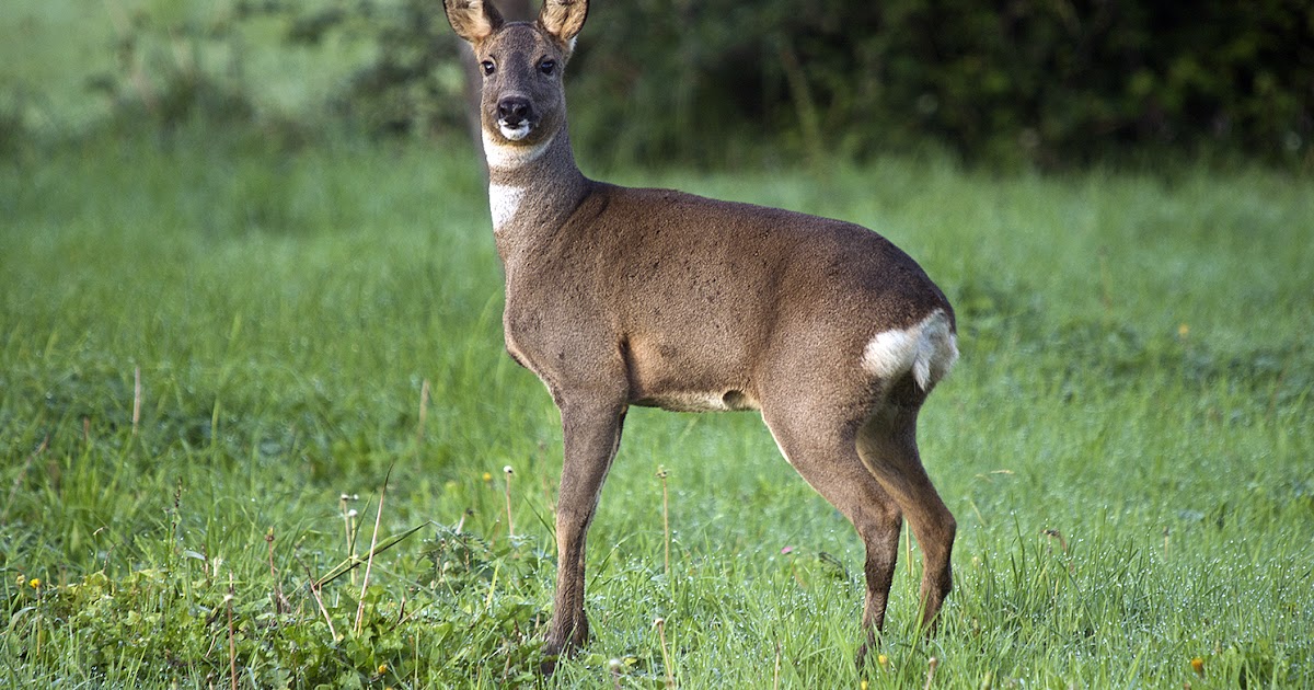 RÍA DE LA VILLA: Corza desde el coche