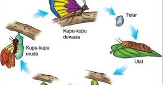 Daur Hidup Hewan dan Tumbuhan - Jenisajatitik