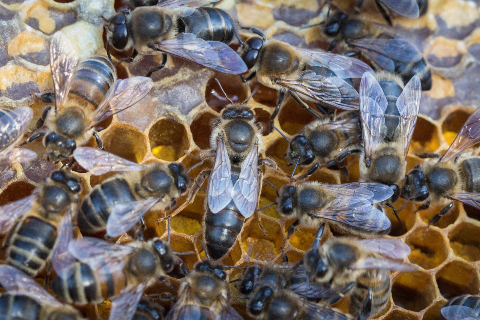 TrogTrogBee: Drone-laying queen