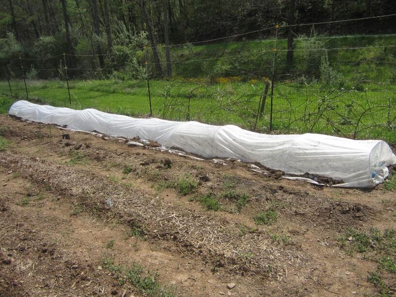 Simply Resourceful: Using Row Covers for Pest Control