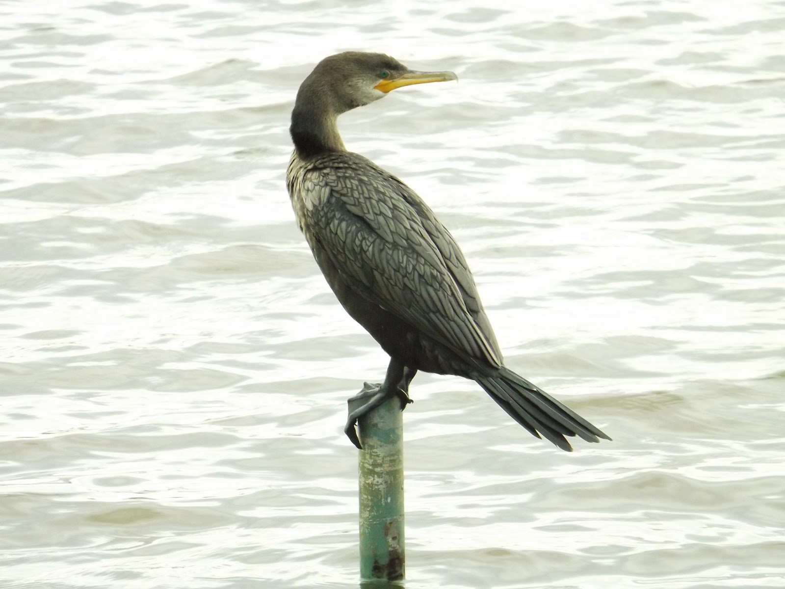 AS BELEZAS DE NOSSO QUINTAL - OBSERVAÇÃO DE AVES: BIGUÁ (Phalacrocorax ...