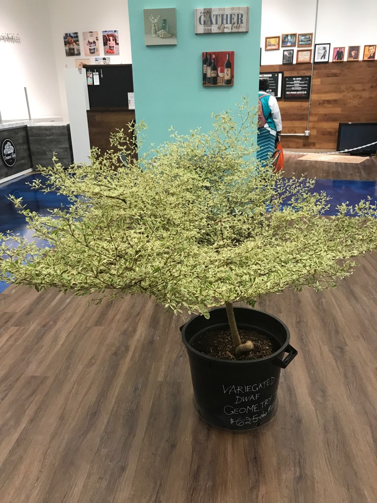 Bucida buceras 'Variegated' (Dwarf Variegated Geometry Tree)