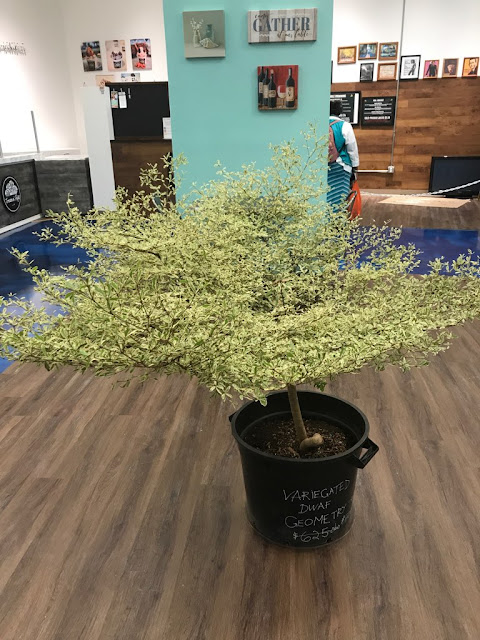 Bucida buceras 'Variegated' (Dwarf Variegated Geometry Tree)
