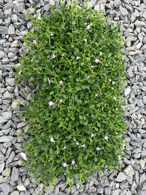 Mazus reptans - Creeping mazus care and culture | Travaldo's blog